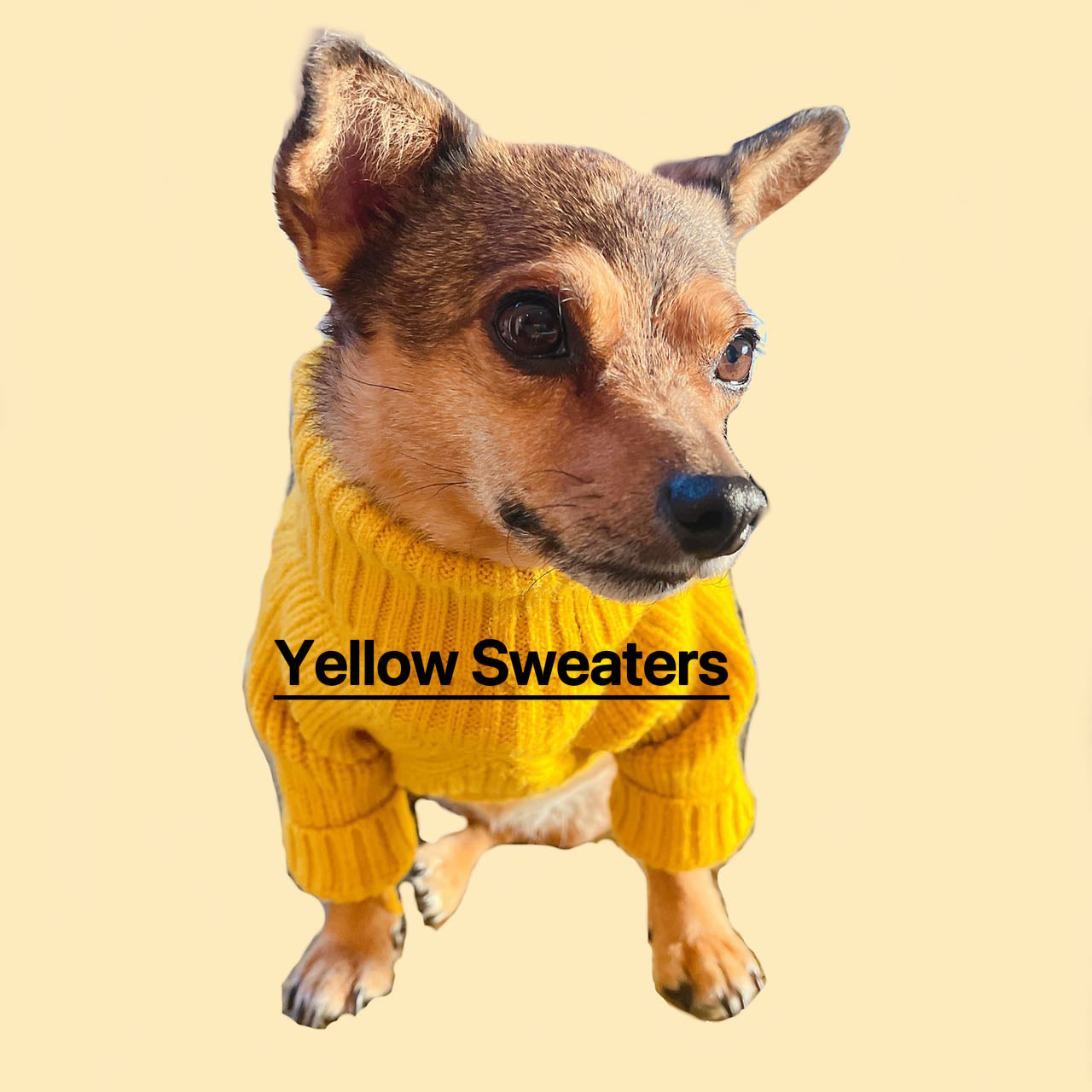 DISCOUNT – Yellow Sweaters